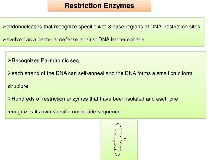 PPT - A restriction map is a map of known restriction sites within a ...