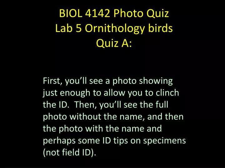 PPT - BIOL 4142 Photo Quiz Lab 5 Ornithology birds Quiz A: PowerPoint ...