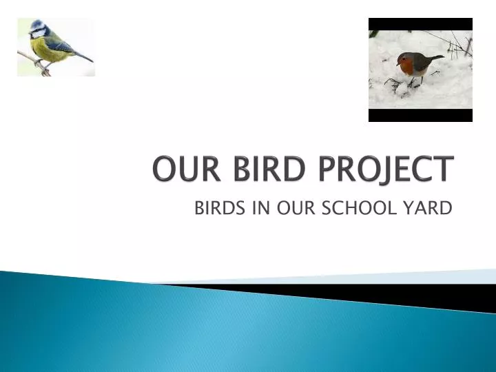 PPT - OUR BIRD PROJECT PowerPoint Presentation, free download - ID:2043238