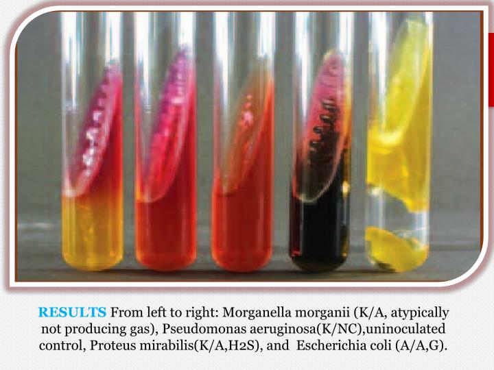 PPT - Single Media & Multiple Tests PowerPoint Presentation - ID:2043294