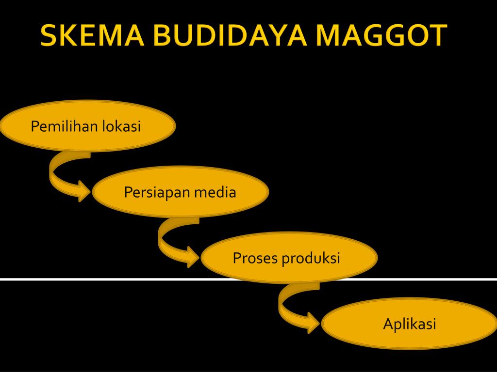 PPT - BUDIDAYA MAGGOT ( Hermetia illucens ) DI BALAI RISET BUDIDAYA ...