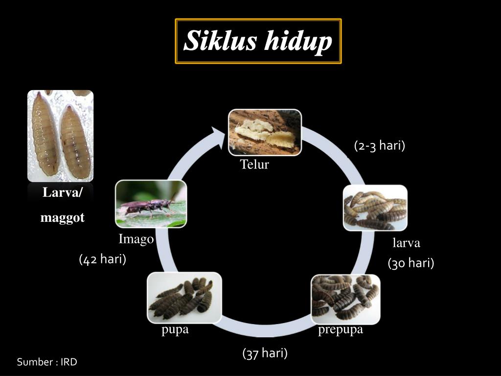 PPT - BUDIDAYA MAGGOT ( Hermetia illucens ) DI BALAI RISET BUDIDAYA ...