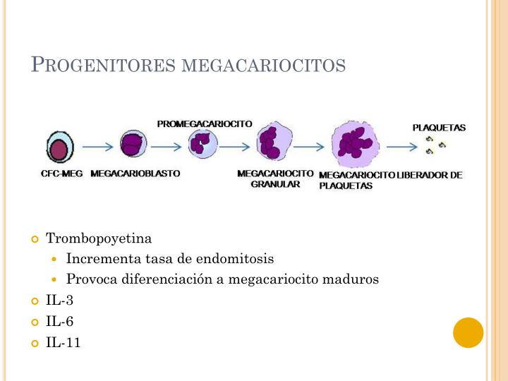 PPT - Hematopoyesis PowerPoint Presentation - ID:2044255