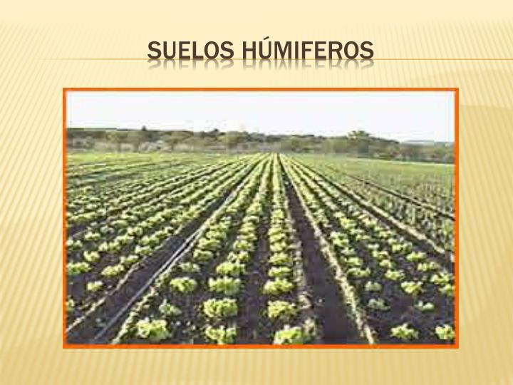 PPT - El suelo y sus componentes PowerPoint Presentation - ID:2044273