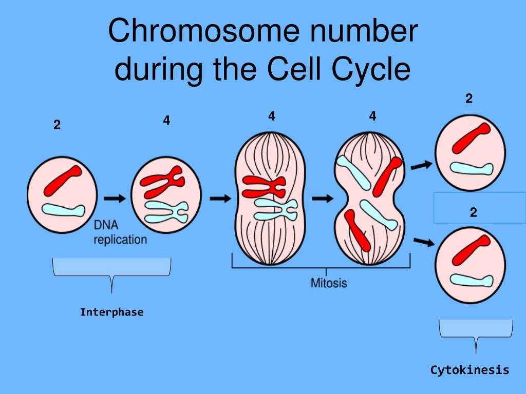 Ppt The Cell Cycle Division Mitosis Powerpoint Presentation Free