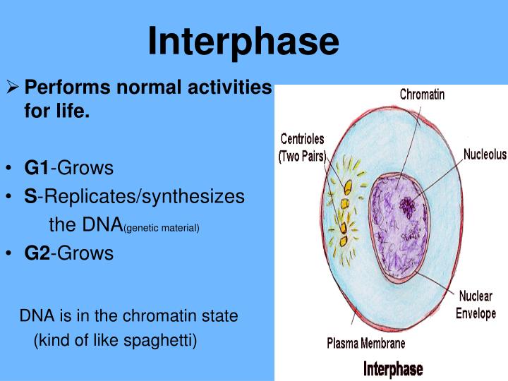 PPT - The Cell Cycle/Division/Mitosis PowerPoint Presentation - ID:2044495