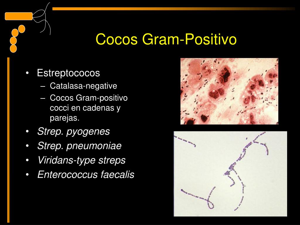 PPT - Clasificación de las Bacterias Estructura, Genética y Metabolismo ...