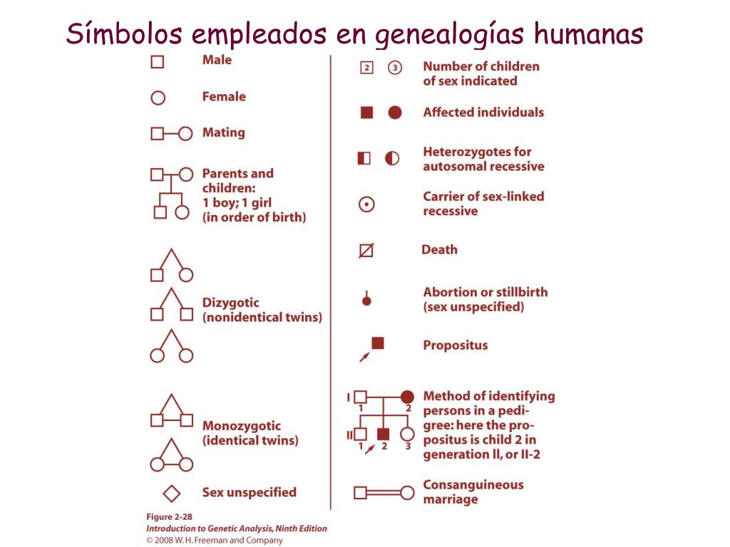 PPT - Tema 5: Análisis de genealogías y consejo genético PowerPoint ...