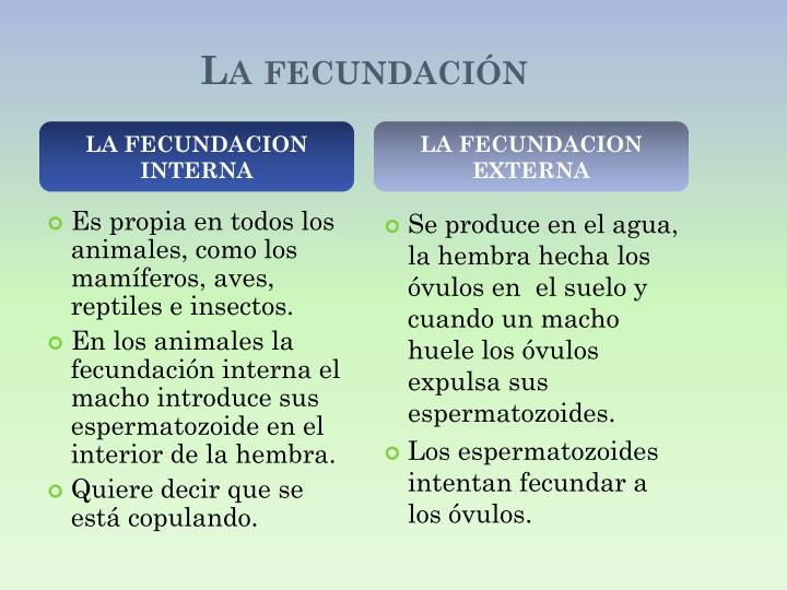 PPT - LA REPRODUCCION DE LOS ANIMALES PowerPoint Presentation - ID:2044733