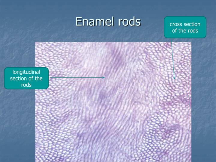PPT - Enamel : Composition , Formation , and Structure PowerPoint ...