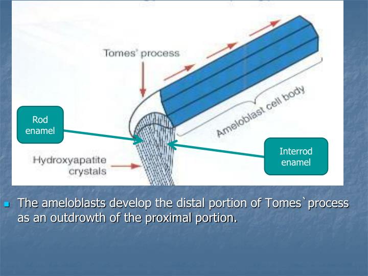 PPT - Enamel : Composition , Formation , and Structure PowerPoint ...