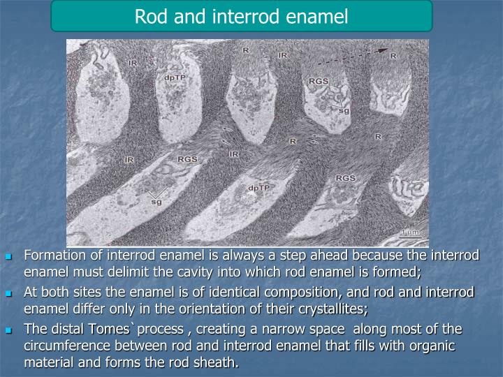 PPT - Enamel : Composition , Formation , and Structure PowerPoint ...