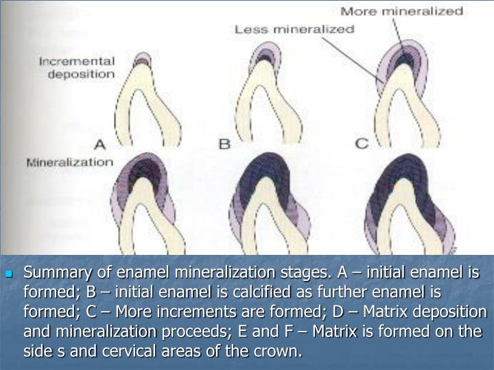 PPT - Enamel : Composition , Formation , and Structure PowerPoint ...