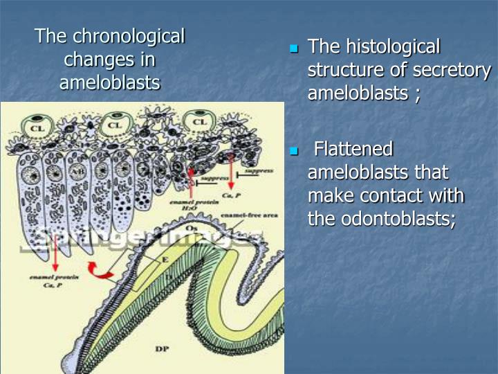 PPT - Enamel : Composition , Formation , and Structure PowerPoint ...