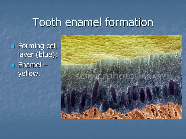 PPT - Enamel : Composition , Formation , and Structure PowerPoint ...