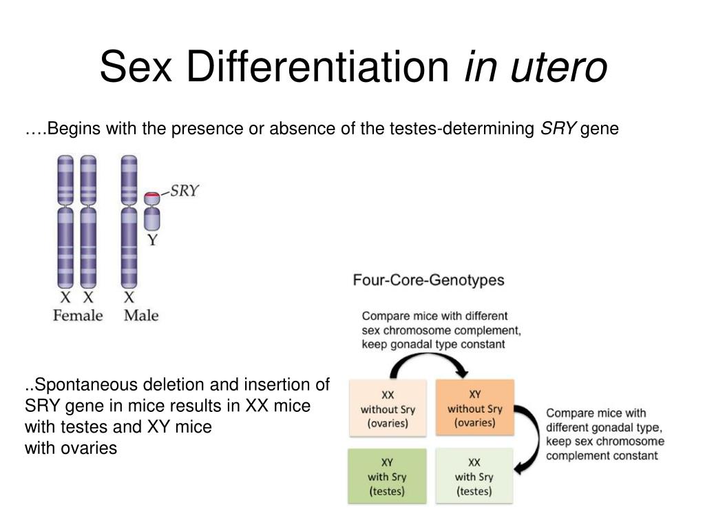 Ppt Sex Differentiation And Dimorphism Powerpoint Presentation Free