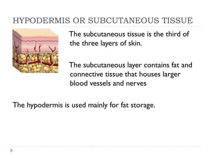 PPT - ANATOMY AND PHYSIOLOGY OF THE INTEGUMENTARY SYSTEM PowerPoint ...