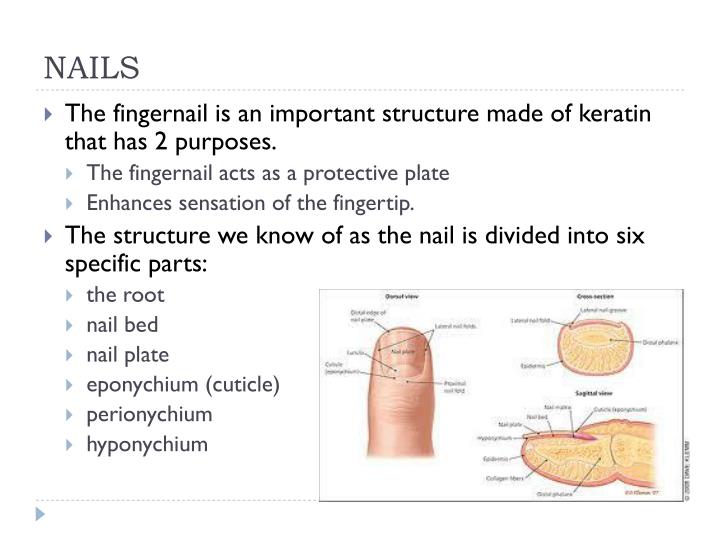 PPT - ANATOMY AND PHYSIOLOGY OF THE INTEGUMENTARY SYSTEM PowerPoint ...
