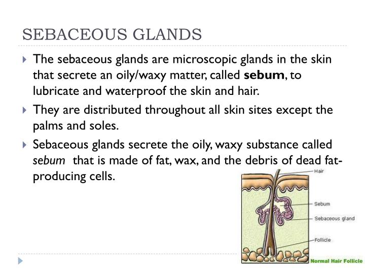 PPT - ANATOMY AND PHYSIOLOGY OF THE INTEGUMENTARY SYSTEM PowerPoint ...