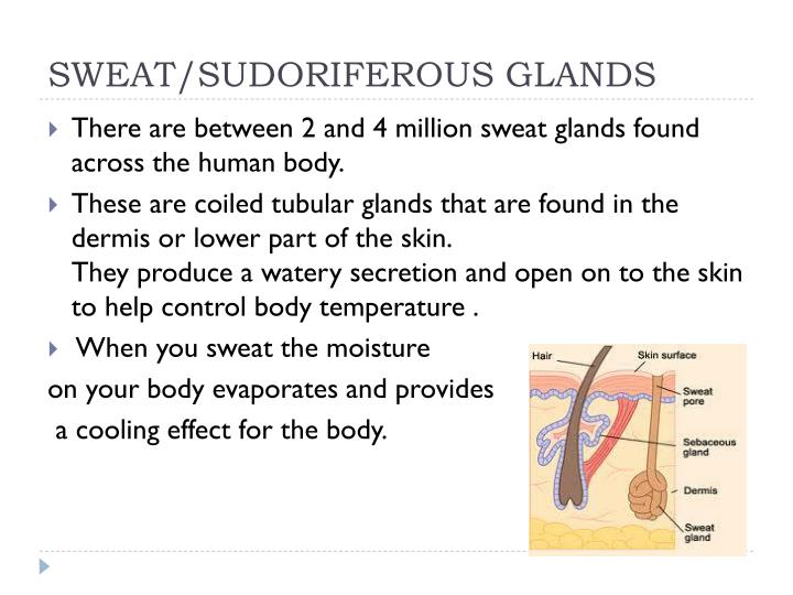 PPT - ANATOMY AND PHYSIOLOGY OF THE INTEGUMENTARY SYSTEM PowerPoint ...