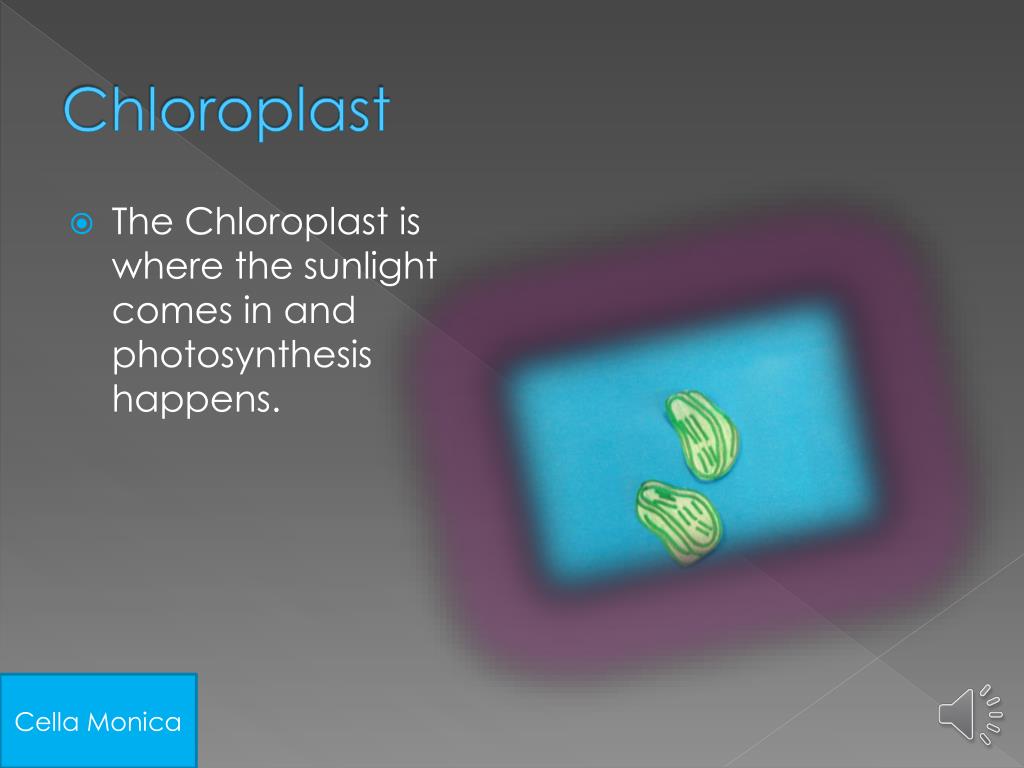 PPT - Exploring the Cell: Cella Monica's Organelles and Their Functions ...