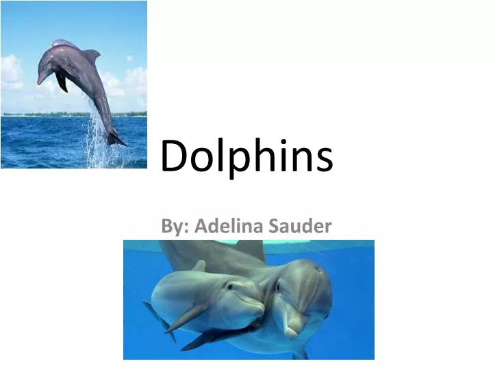 PPT - Dolphins PowerPoint Presentation, free download - ID:2045116