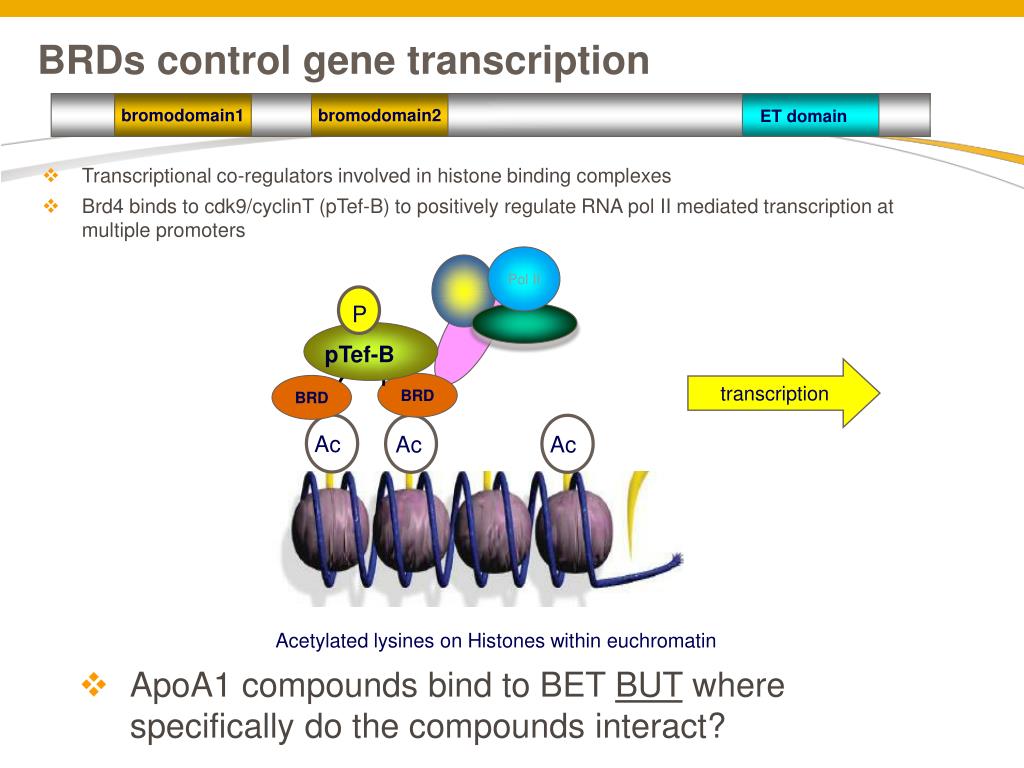 PPT - “ Bromodomains : A new class of epigenetic targets ripe for small ...