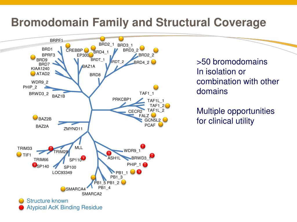 PPT - “ Bromodomains : A new class of epigenetic targets ripe for small ...