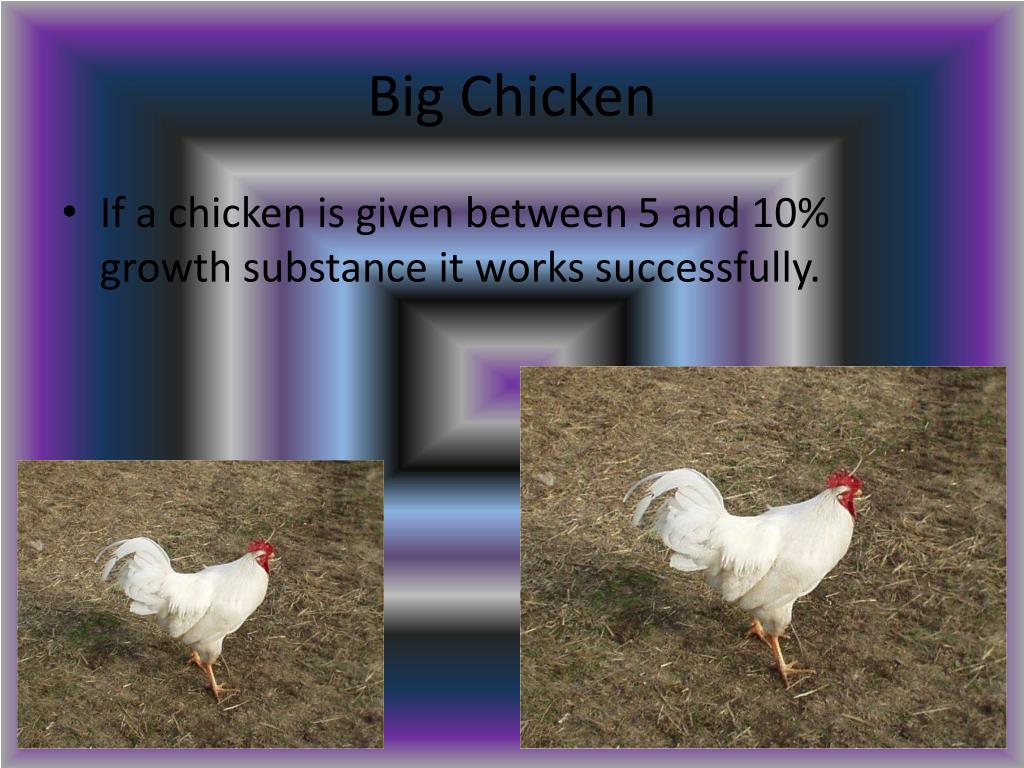PPT - Little Chicken, Big Chicken, Dead Chicken PowerPoint Presentation ...