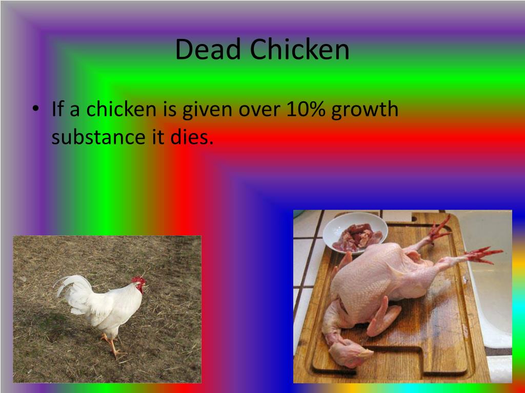 PPT - Little Chicken, Big Chicken, Dead Chicken PowerPoint Presentation ...