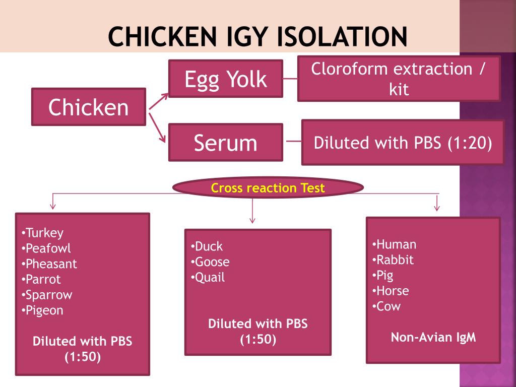 PPT - Production, Characterization and Use of Chicken IgY Monoclonal ...