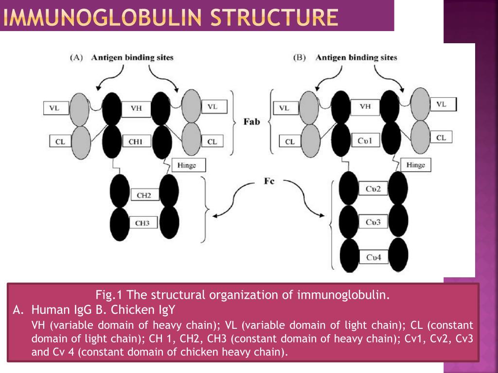 PPT - Production, Characterization and Use of Chicken IgY Monoclonal ...