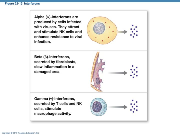 PPT - Immune System: Overview PowerPoint Presentation - ID:2045190