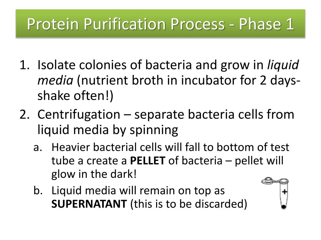 PPT - Green Fluorescent Protein (GFP) Purificaiton PowerPoint ...