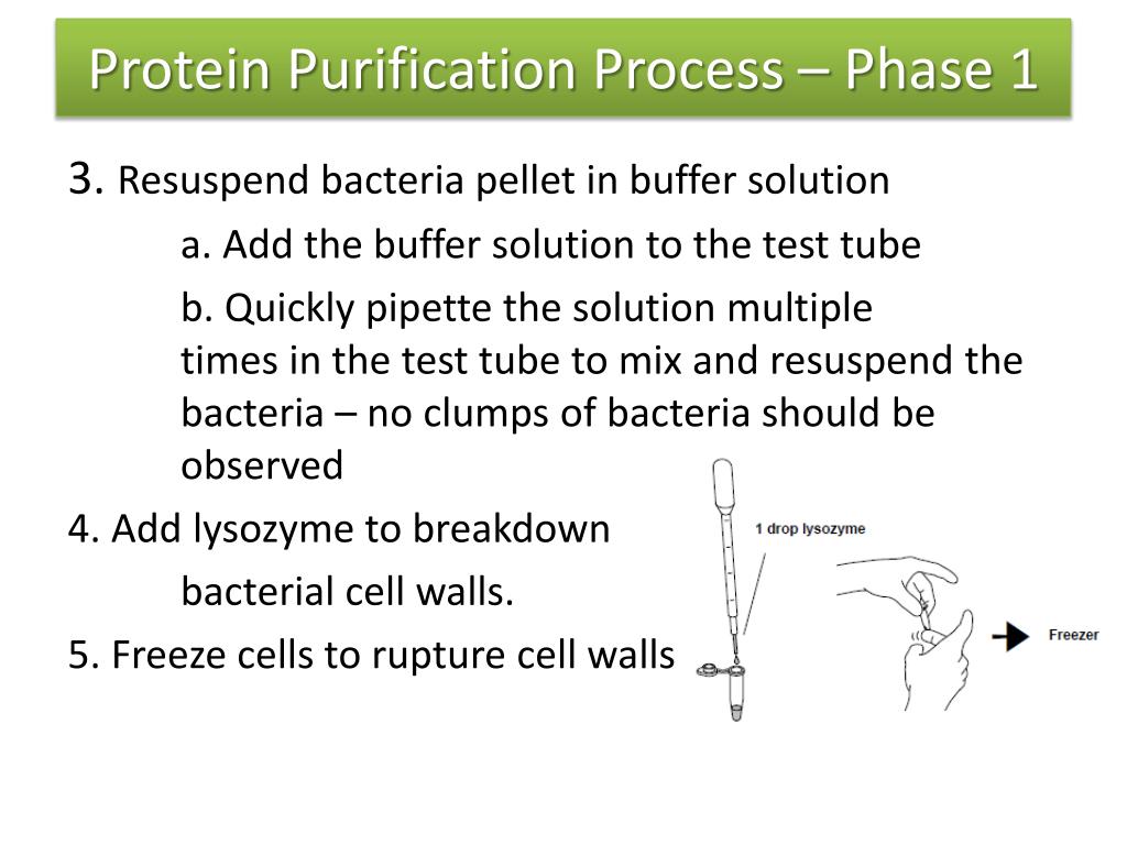 PPT - Green Fluorescent Protein (GFP) Purificaiton PowerPoint ...