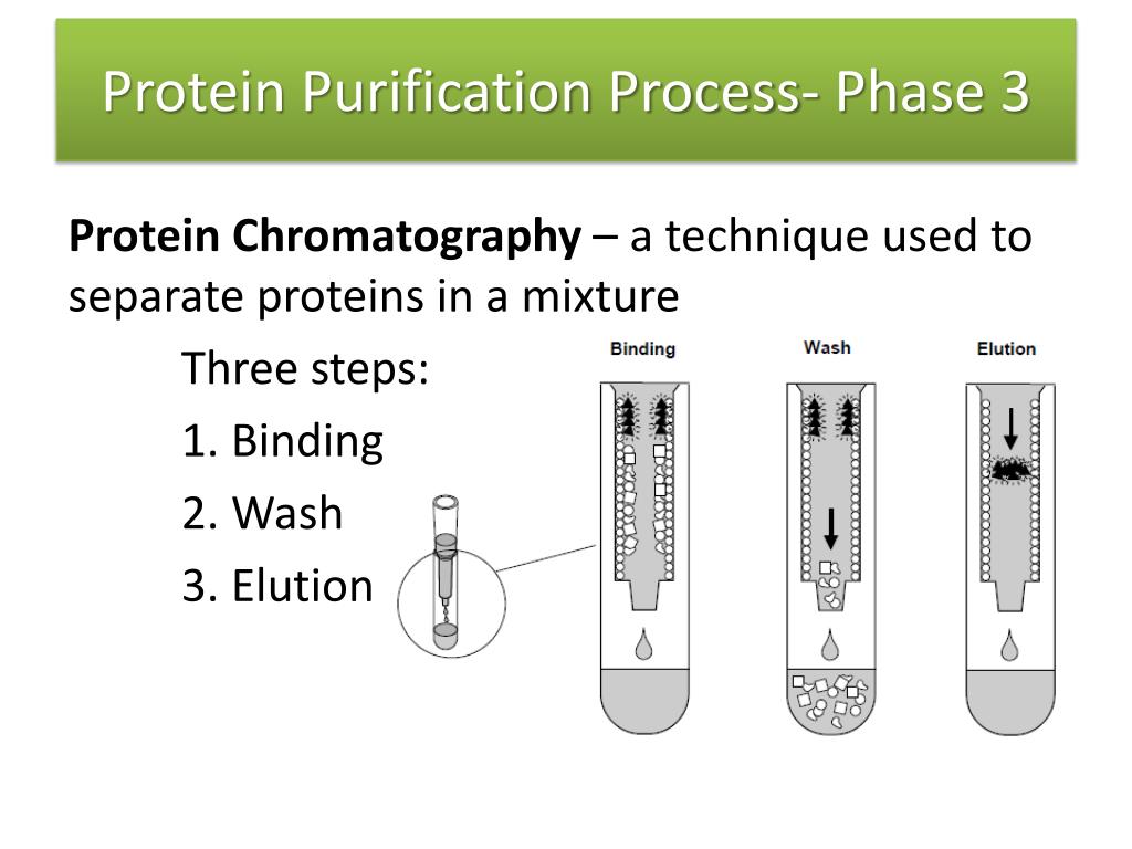 PPT - Green Fluorescent Protein (GFP) Purificaiton PowerPoint ...
