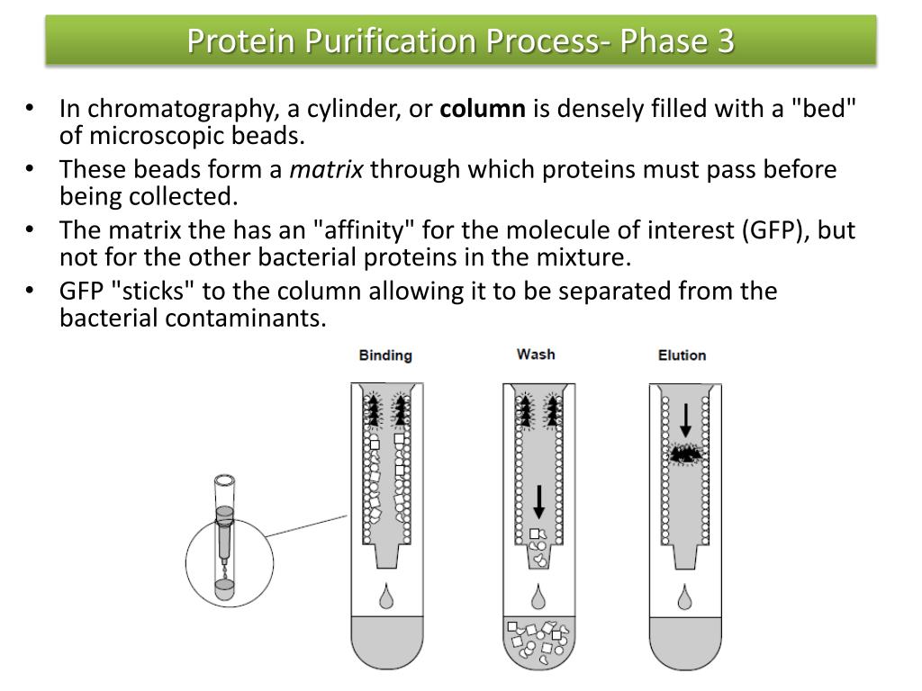 PPT - Green Fluorescent Protein (GFP) Purificaiton PowerPoint ...