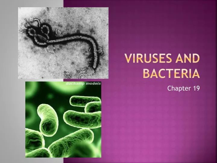 PPT - Viruses and Bacteria PowerPoint Presentation, free download - ID ...