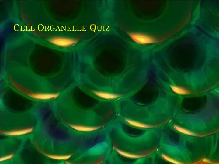 PPT - Cell Organelle Quiz PowerPoint Presentation, free download - ID ...
