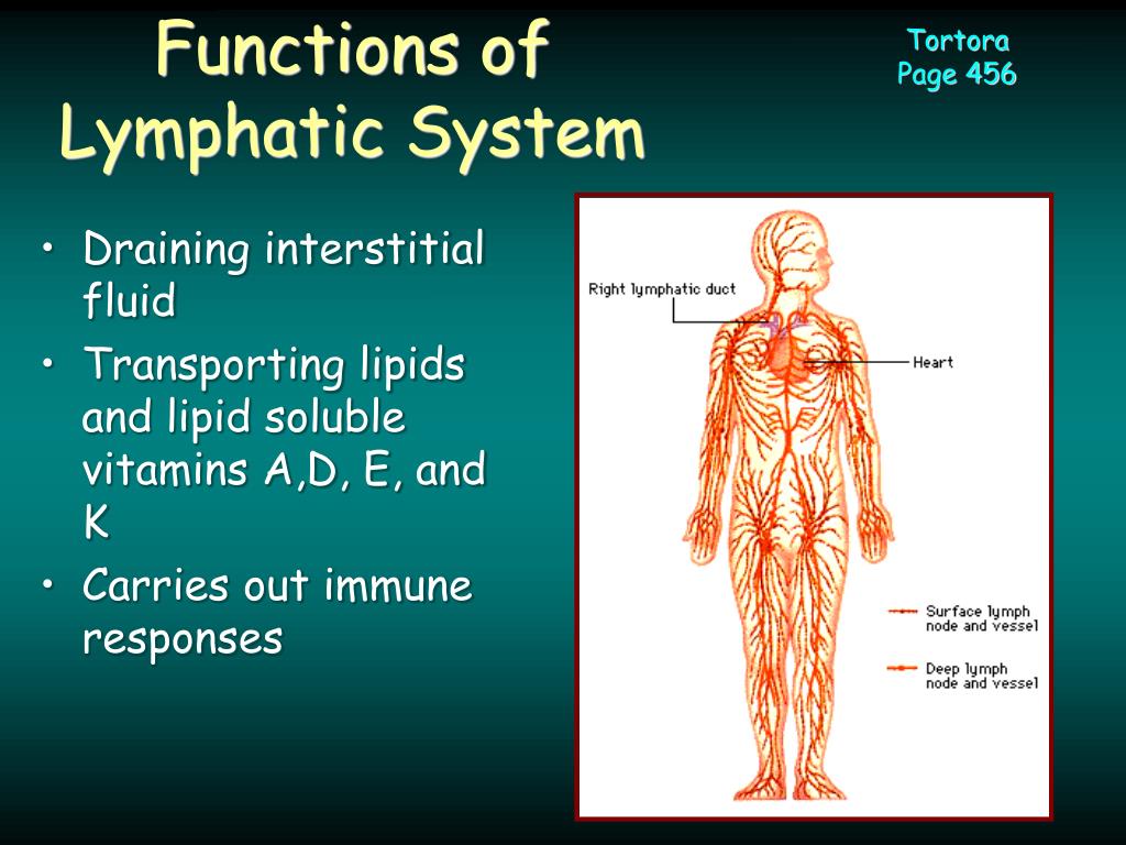 Ppt Lymphatic And Immune System Powerpoint Presentation Free