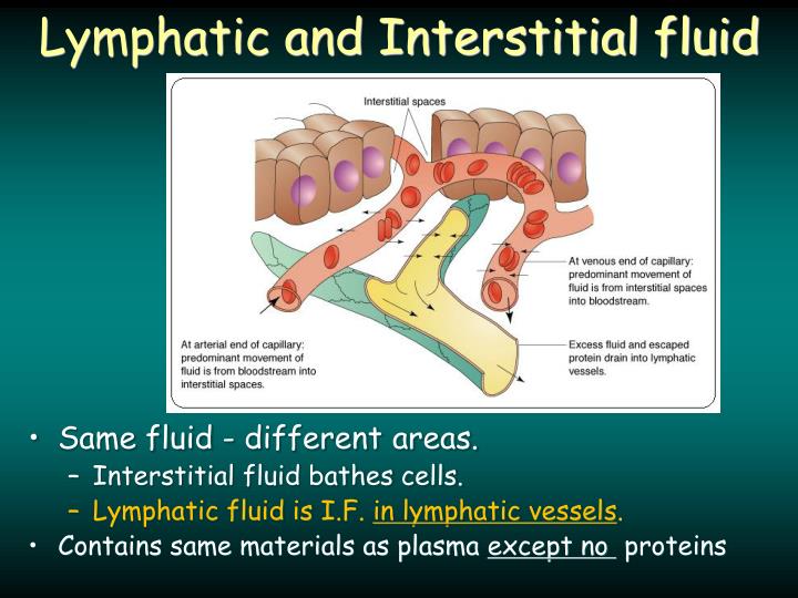 PPT - Lymphatic and Immune system PowerPoint Presentation - ID:2045369