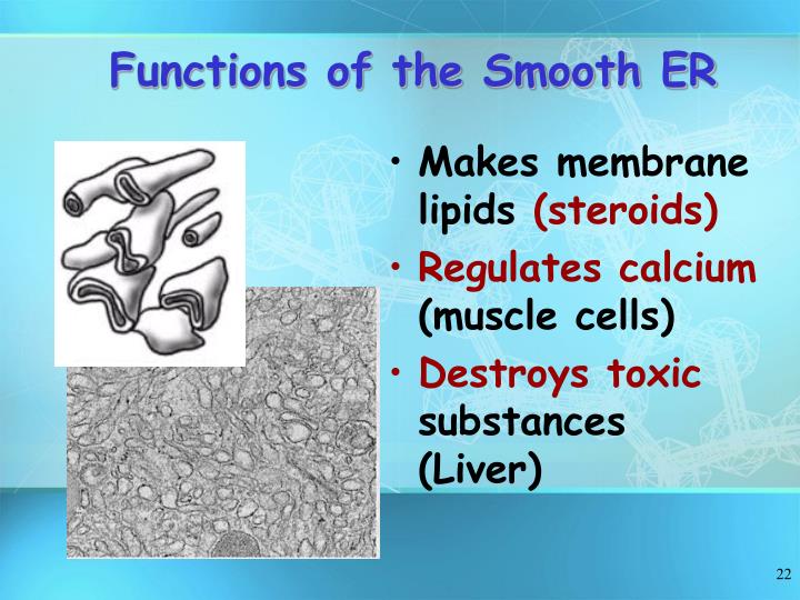 PPT - Name that Organelle! PowerPoint Presentation - ID:2045382