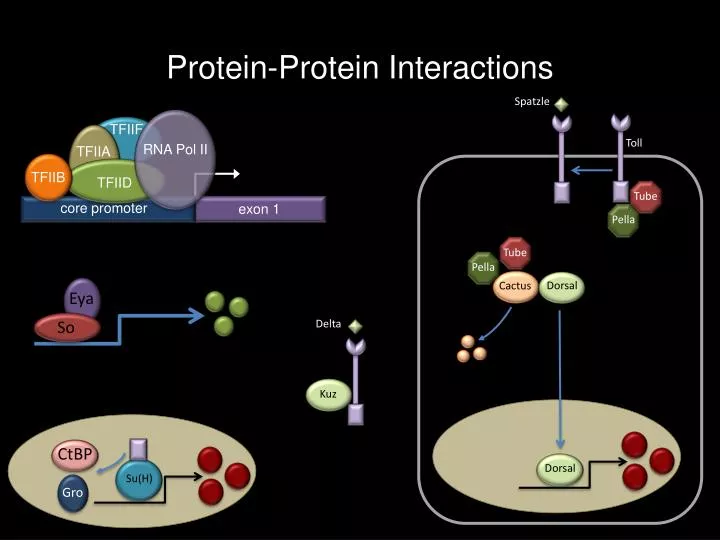 PPT - Protein-Protein Interactions PowerPoint Presentation, free ...