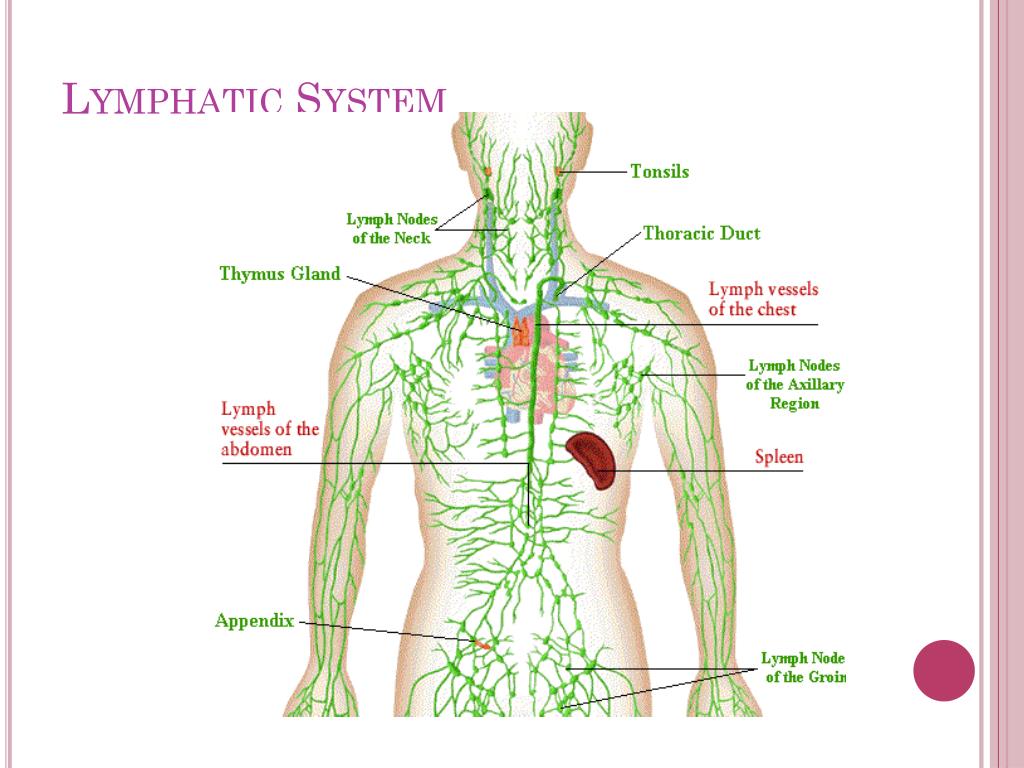 Ppt Endocrine And Lymphatic System Powerpoint Presentation Free