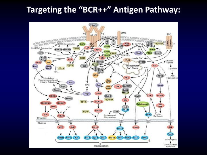 PPT - Primer on Kinase Inhibitors PowerPoint Presentation - ID:2045495