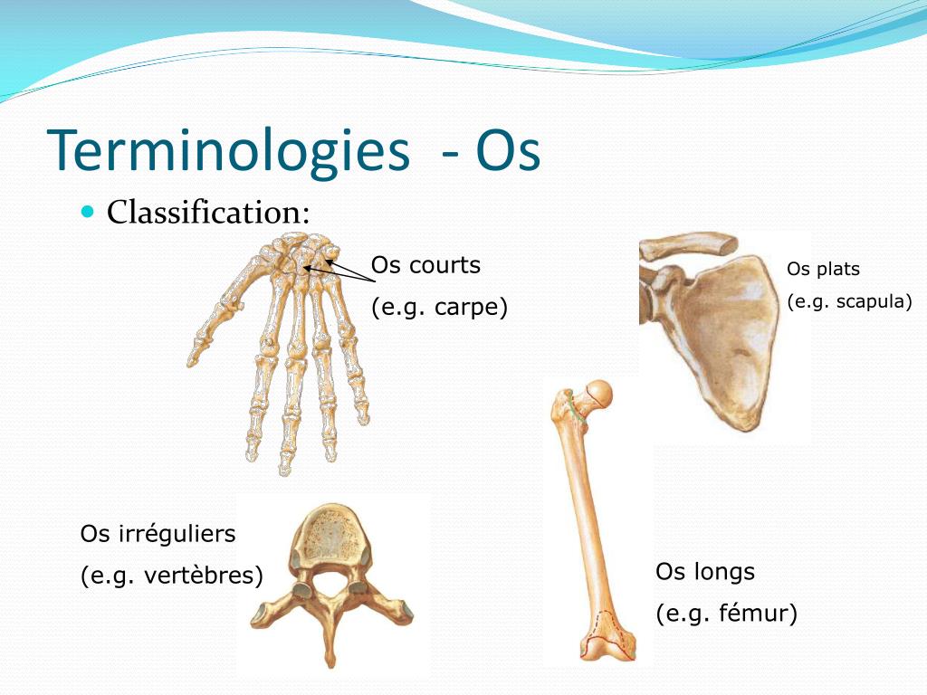 PPT - GTS501 – Ingénierie des systèmes humains: Séance de travaux ...