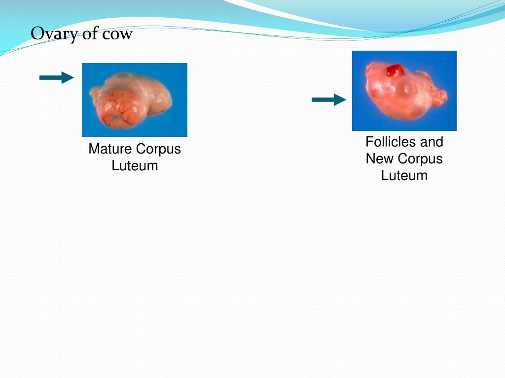 PPT - Comparative Anatomy of Female Reproductive System in Domestic ...