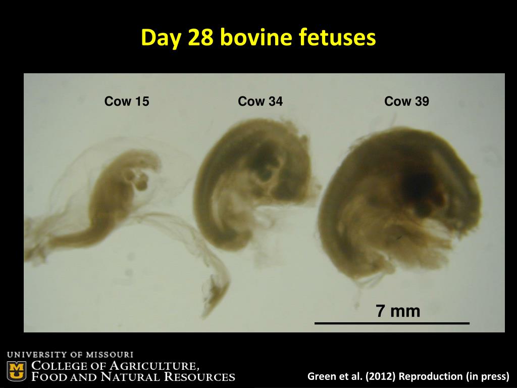 PPT - Role of nutrition and metabolism on fertility in dairy cows ...