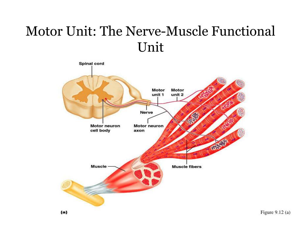 PPT - Muscular System: Histology and Physiology PowerPoint Presentation ...