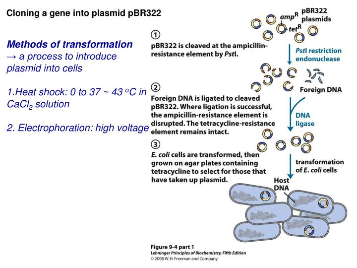 PPT - The constructed E. coli plasmid pBR322 PowerPoint Presentation - ID:2046230